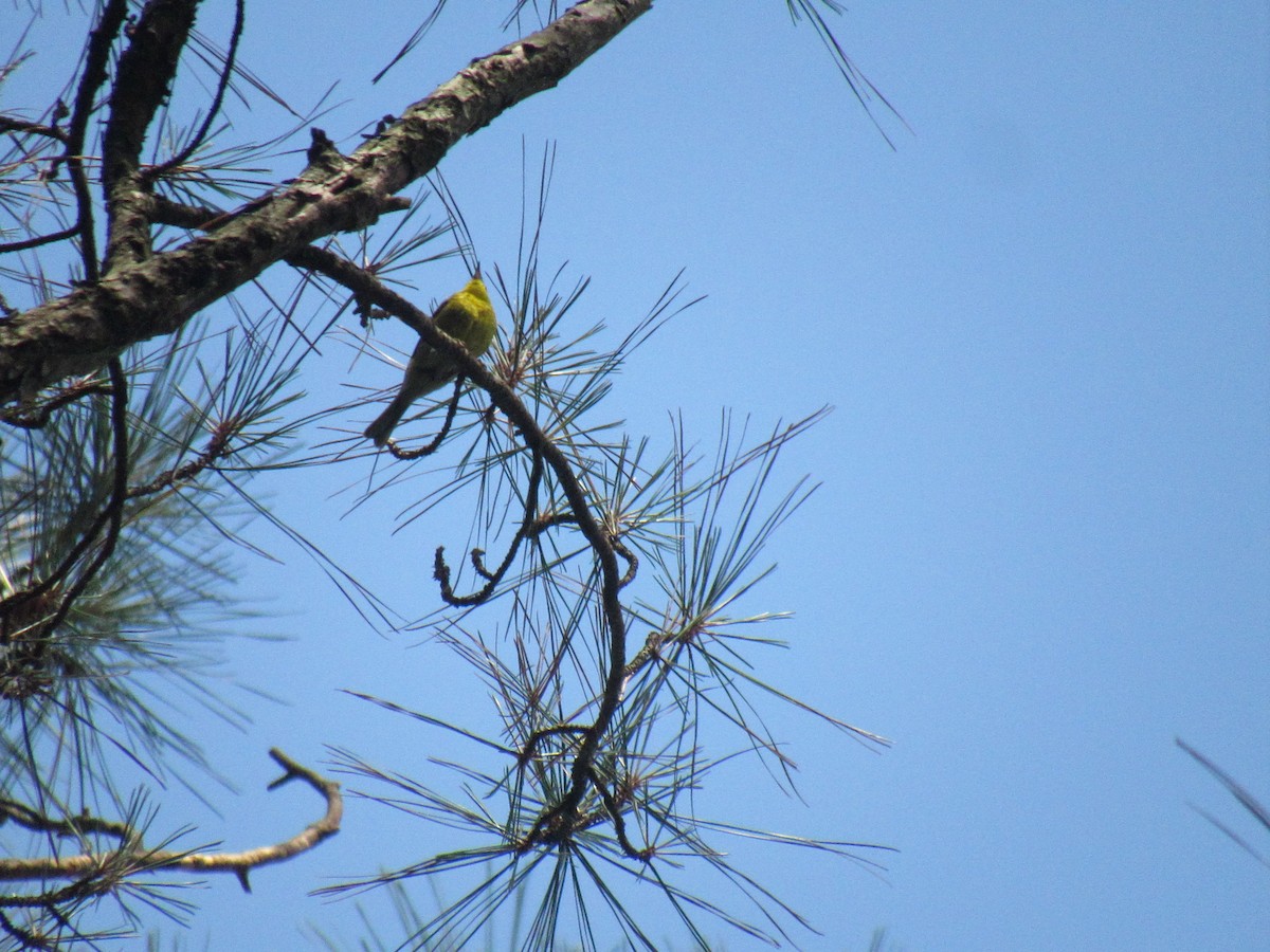 eBird Checklist - 23 May 2024 - Natchez Trace SP--Pin Oak Lake - 7 species