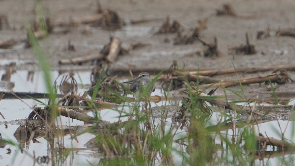 eBird Checklist - 19 May 2024 - 马场 (Ma Chang) - 51 species (+1 other taxa)