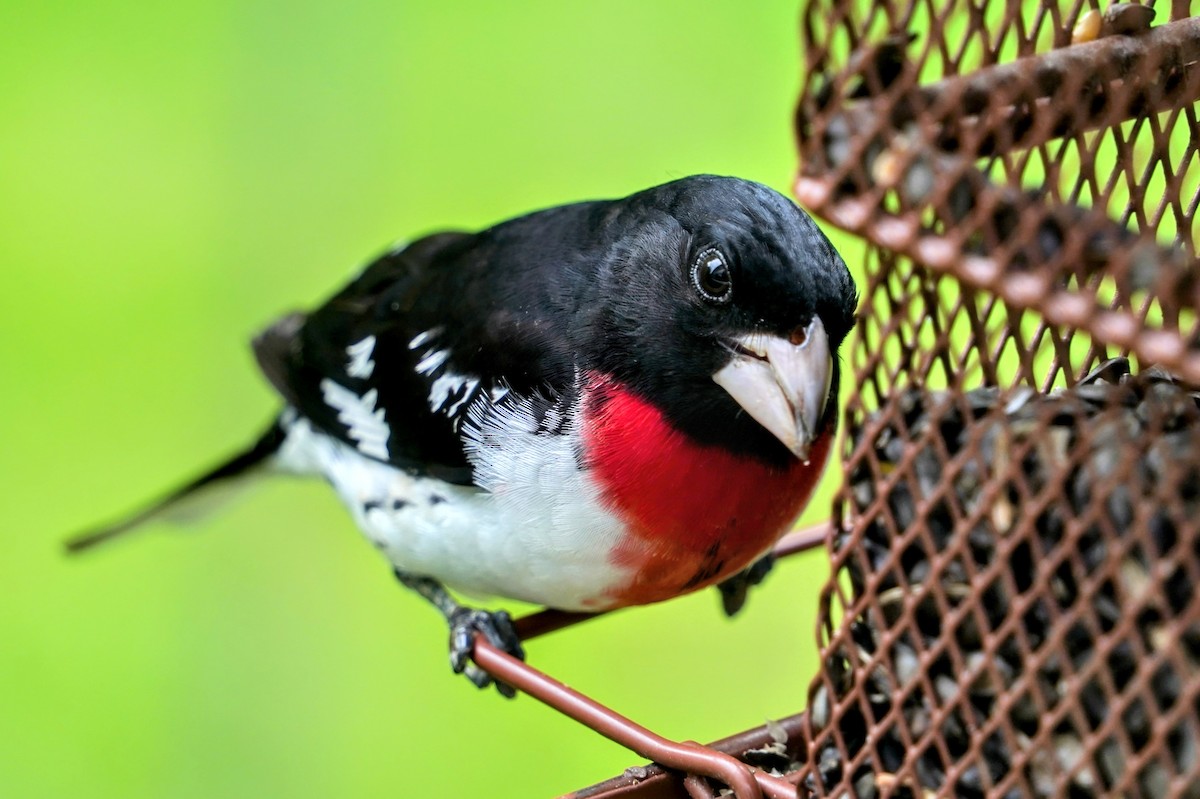 eBird Checklist - 22 May 2024 - 5 miles N of Oakville - 6 species