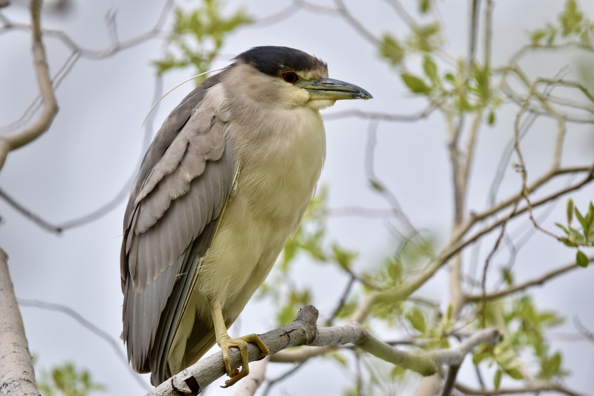 eBird Checklist - 24 May 2024 - Calgary--Carburn Park - 65 species (+1 ...