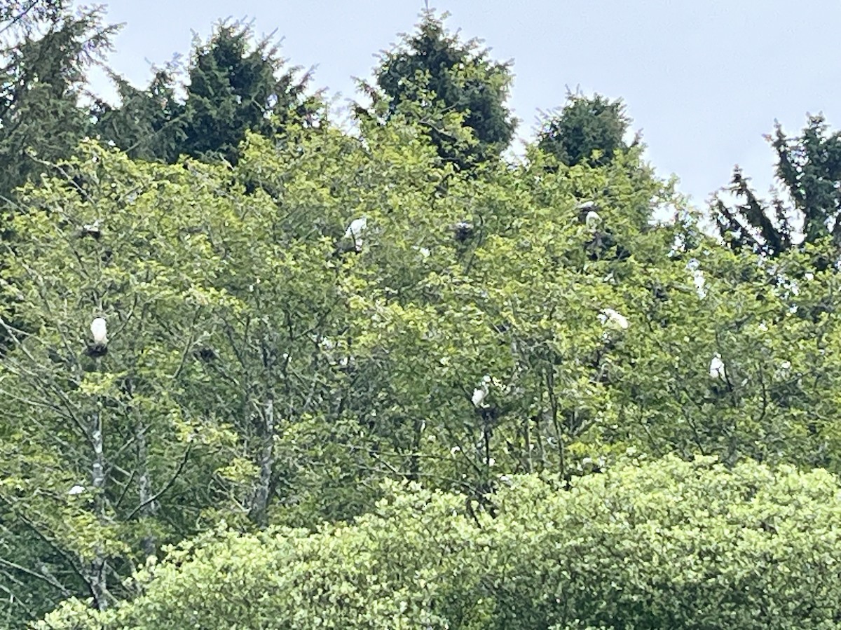 eBird Checklist - 24 May 2024 - Charleston Great Egret Rookery - 2 species