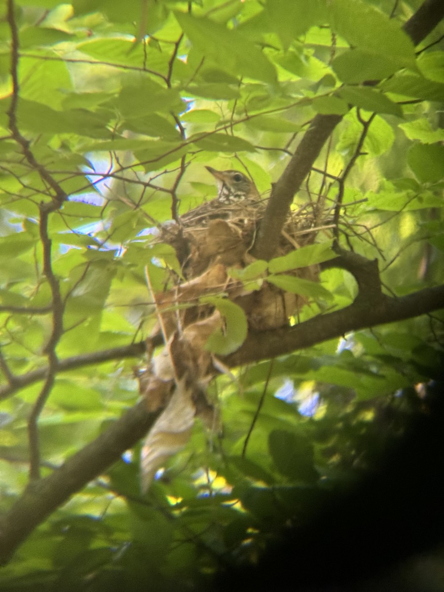 Pennsylvania Bird Atlas Checklist - 24 May 2024 - North Park--Latodami Nature Center - 31 ...