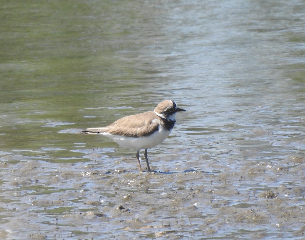 Little Ringed Plover - Charadrius dubius - Media Search - Macaulay Library and eBird