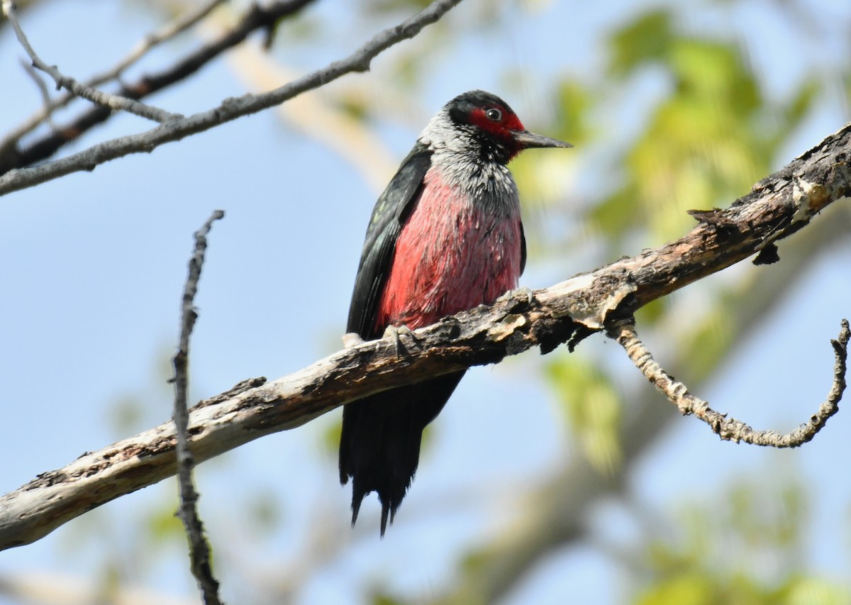 eBird Checklist - 24 May 2024 - Calgary--Carburn Park - 33 species
