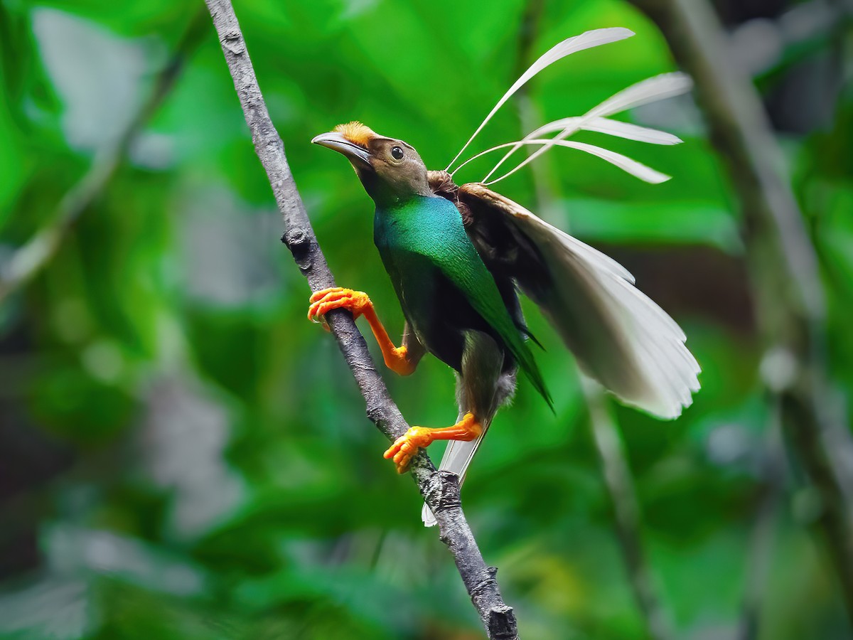 Standardwing Bird-of-Paradise - Semioptera wallacii - Birds of the World