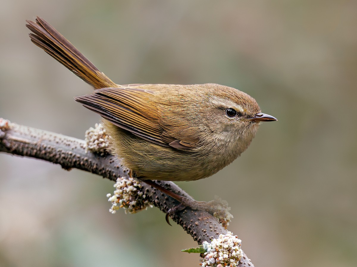 Brownish-flanked Bush Warbler - Horornis fortipes - Birds of the World