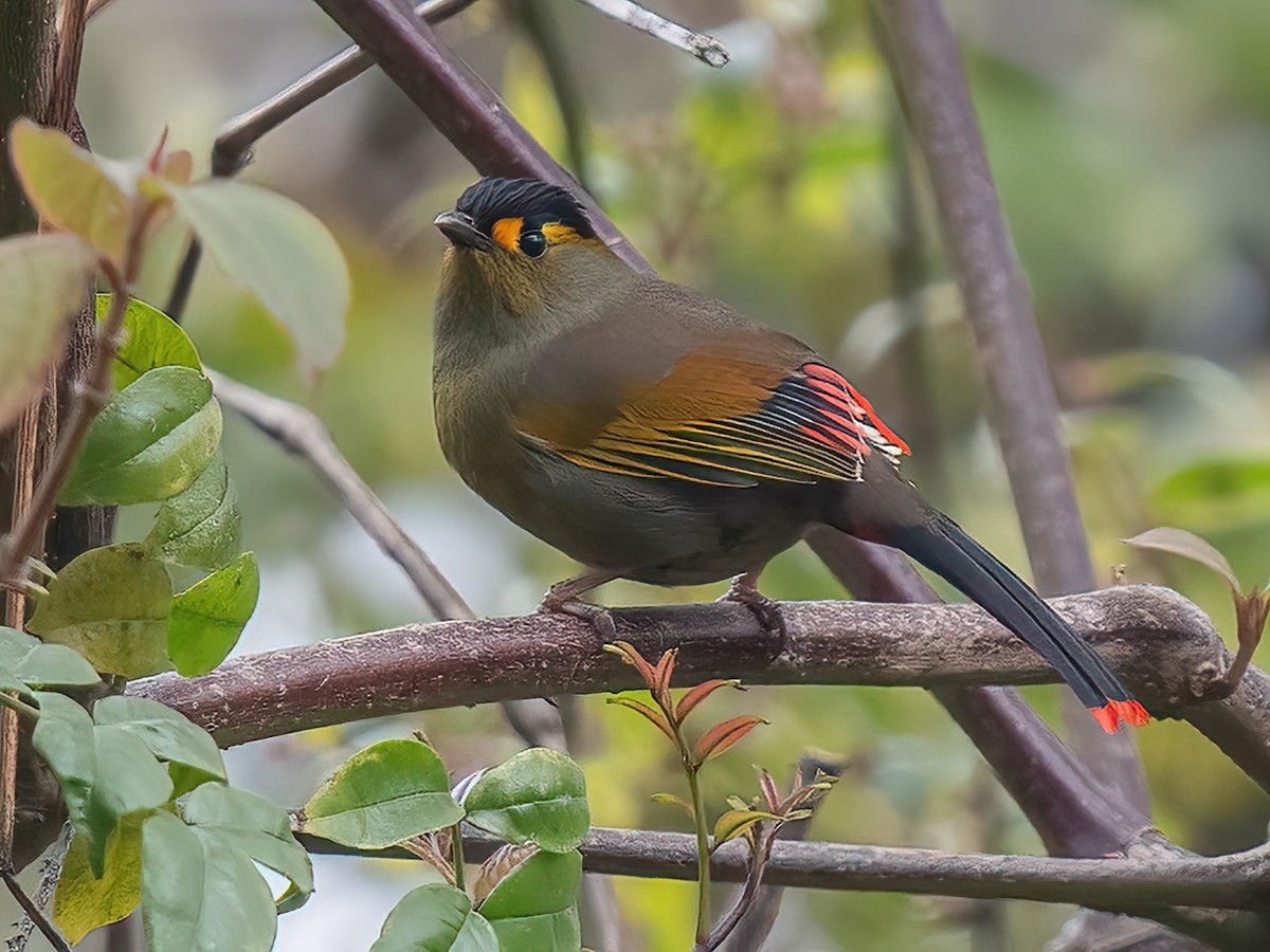 Bugun Liocichla - Liocichla bugunorum - Birds of the World