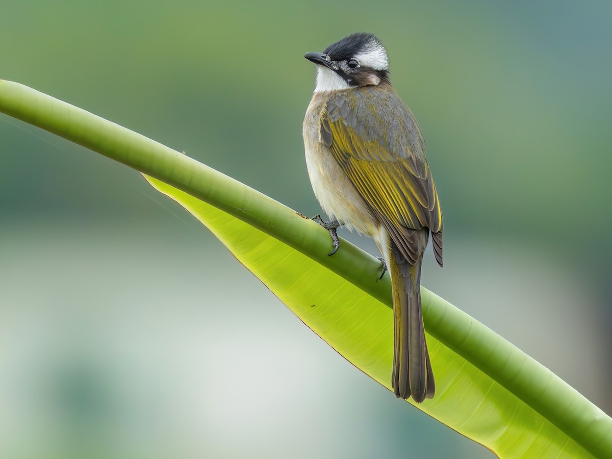 Light-vented Bulbul - Pycnonotus sinensis - Birds of the World