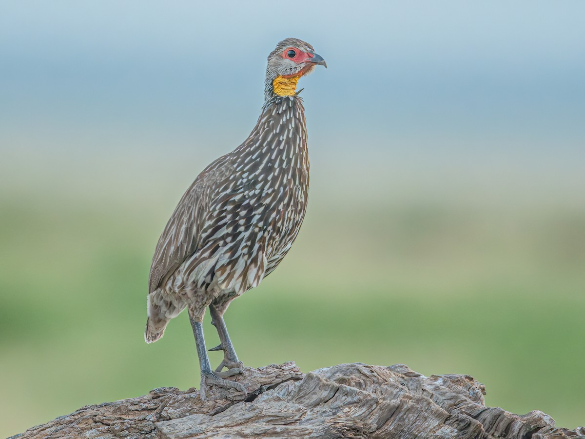 Yellow-necked Spurfowl - Pternistis leucoscepus - Birds of the World
