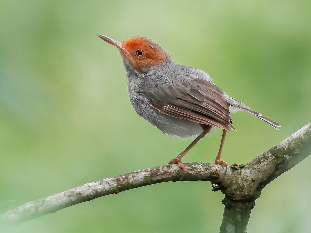 Ashy Tailorbird - Orthotomus ruficeps - Birds of the World