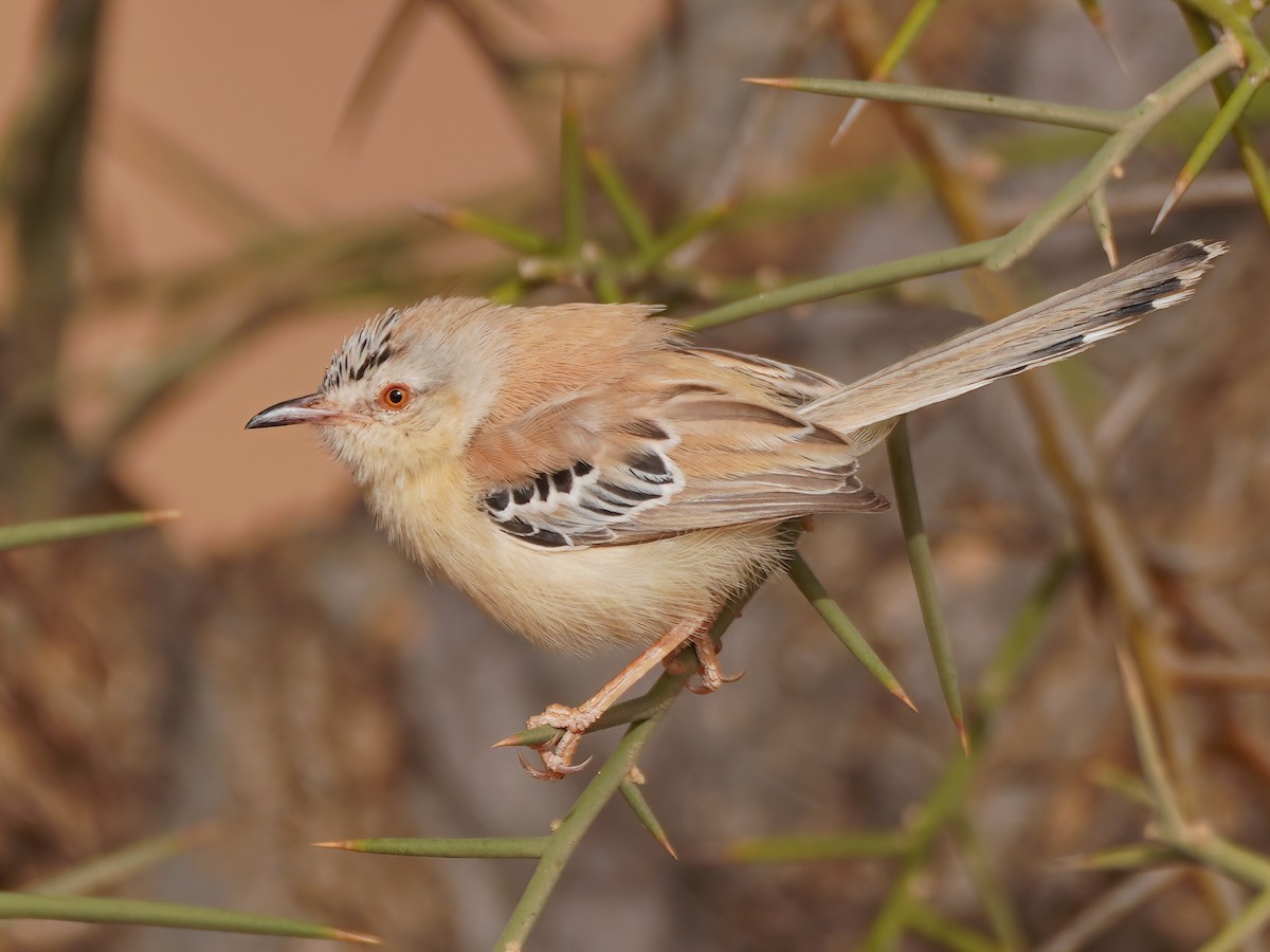 Cricket Longtail - Spiloptila clamans - Birds of the World