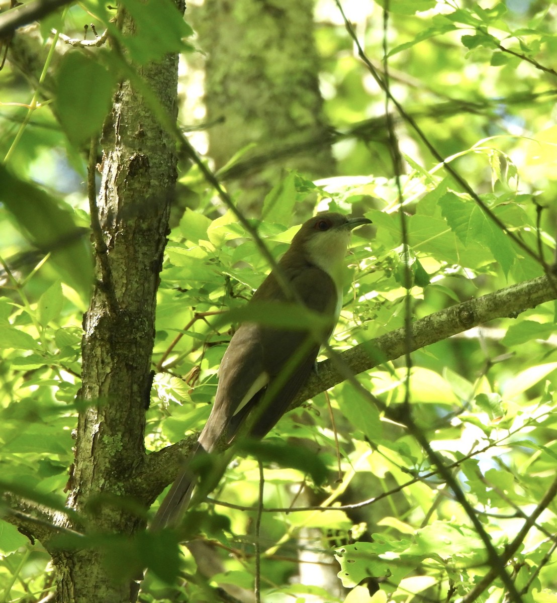 eBird Checklist - 24 May 2024 - Bashakill State WMA--Stop Sign Trail ...