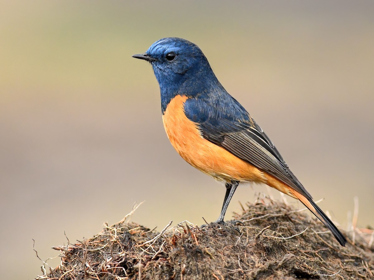 Blue-fronted Redstart - Phoenicurus frontalis - Birds of the World