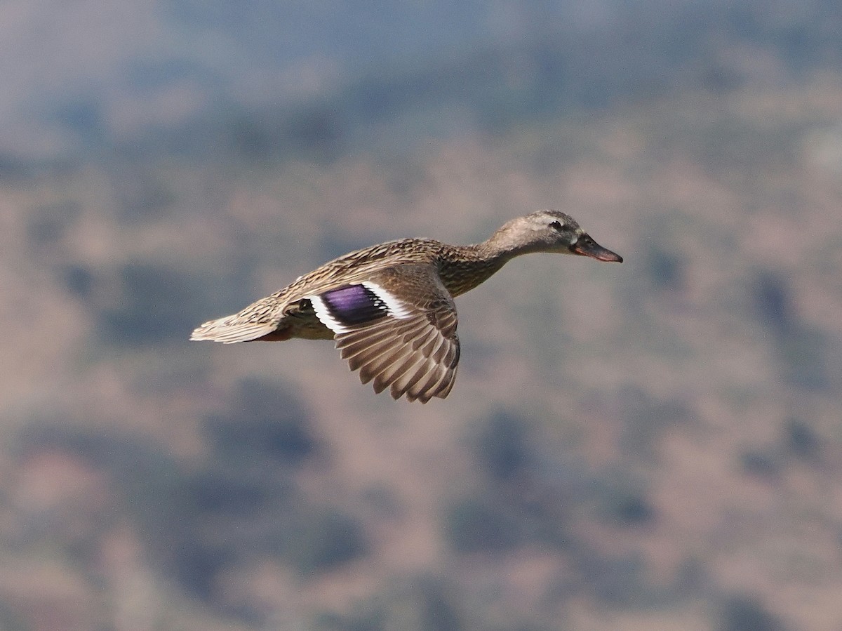eBird Checklist - 20 May 2024 - Kelso Valley Rd.--Kelso Valley - 5 species
