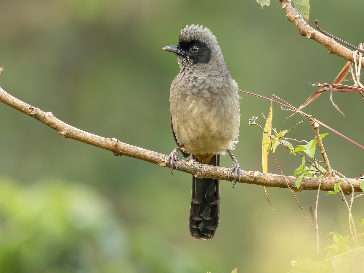Masked Laughingthrush - Pterorhinus perspicillatus - Birds of the World