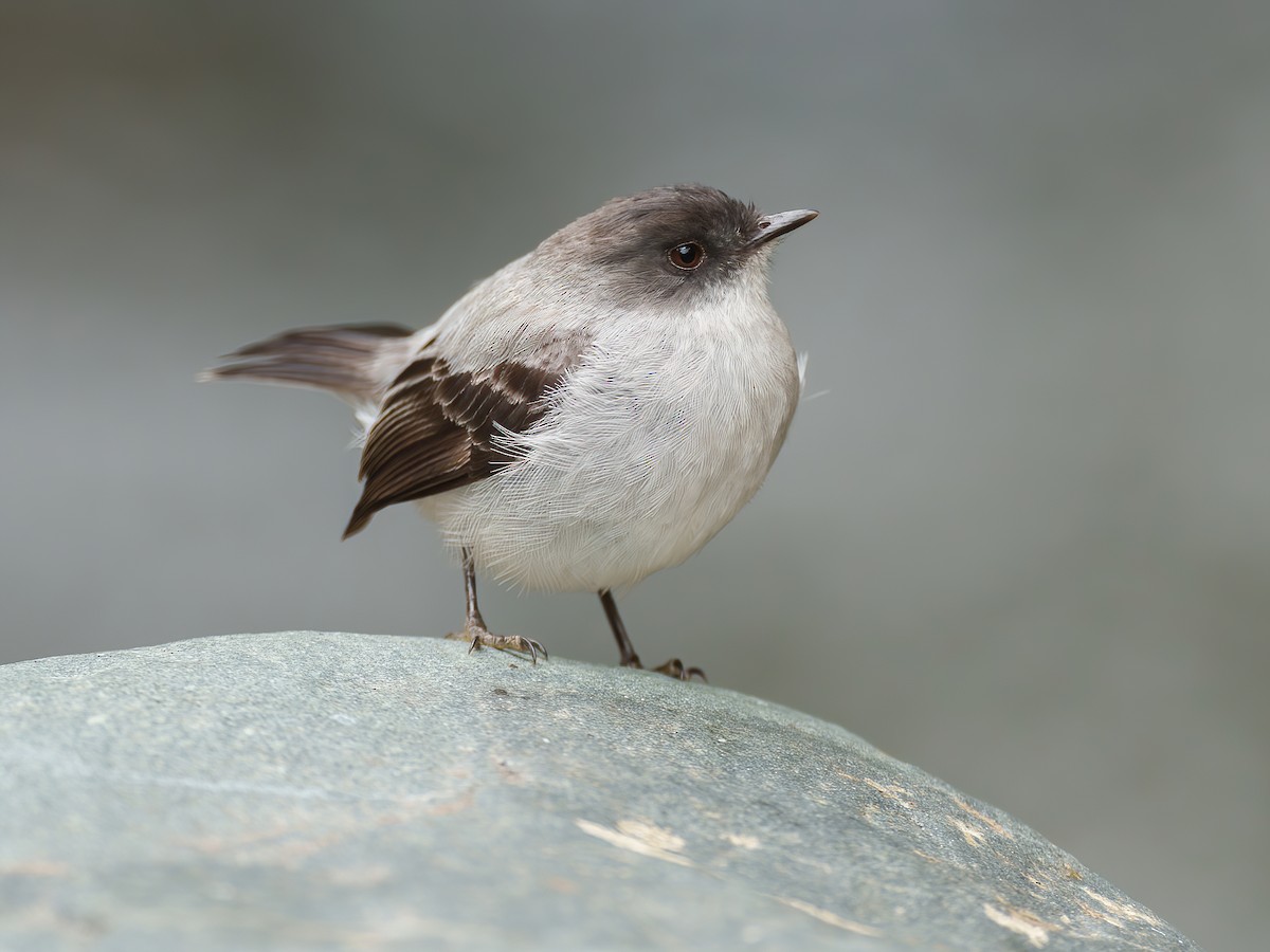 Torrent Tyrannulet - Serpophaga cinerea - Birds of the World
