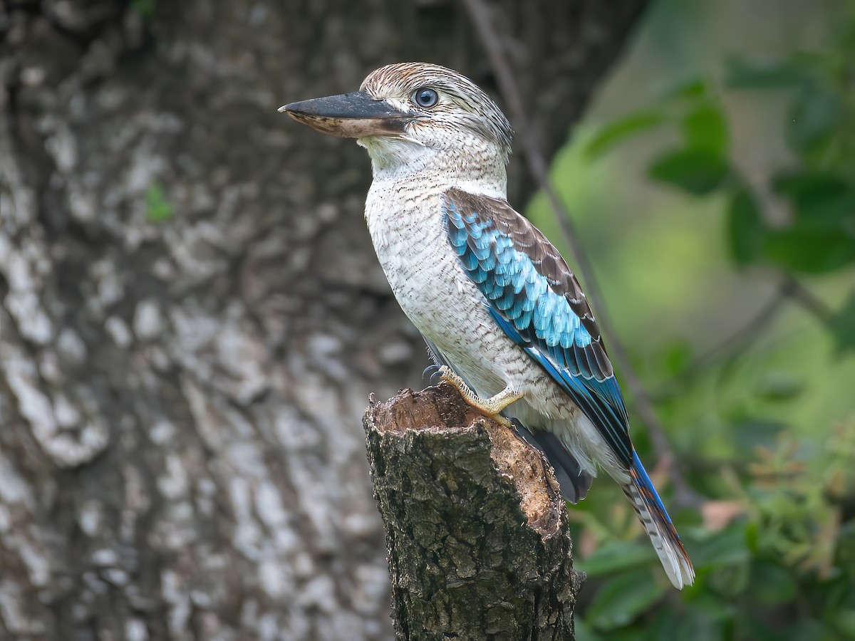 Blue-winged Kookaburra - Dacelo leachii - Birds of the World