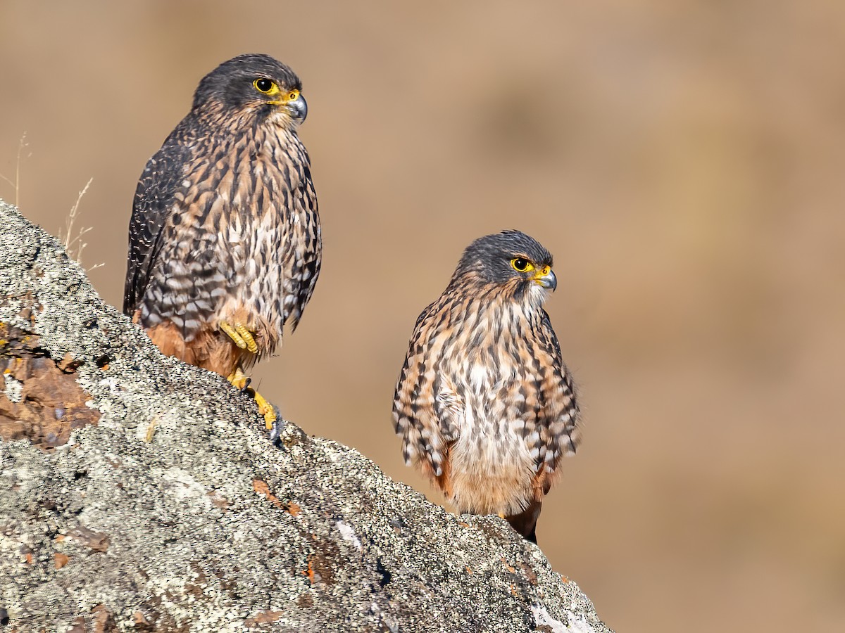 Falcon Images Of Birds