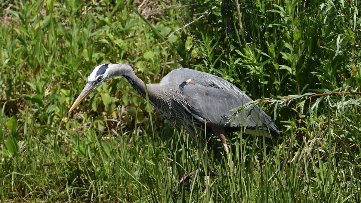 eBird Checklist - 24 May 2024 - Harley Ensign Memorial Boating Access ...