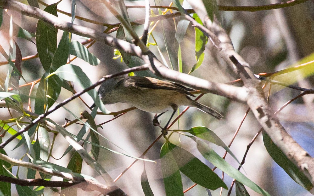 eBird Checklist - 12 May 2024 - La Trobe University Bundoora--Nangak ...