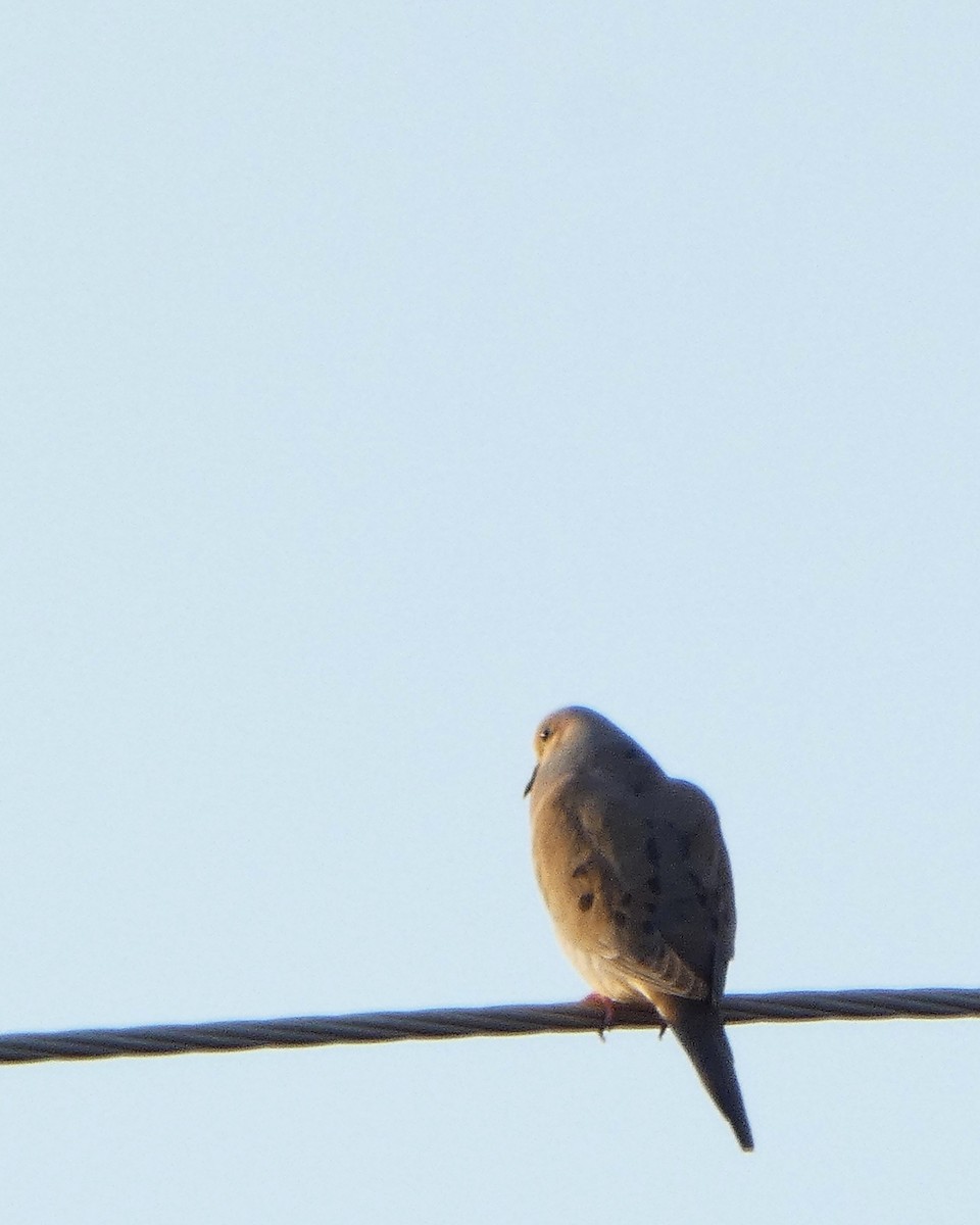 eBird Checklist - 25 May 2024 - King East, Kitchener, ON, Canada - 8 ...