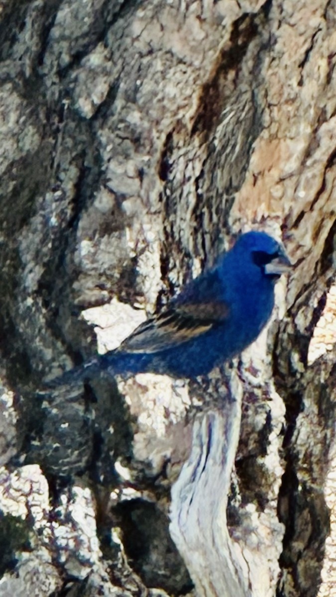 eBird Checklist - 24 May 2024 - East US-16, Newcastle US-WY - 1 species
