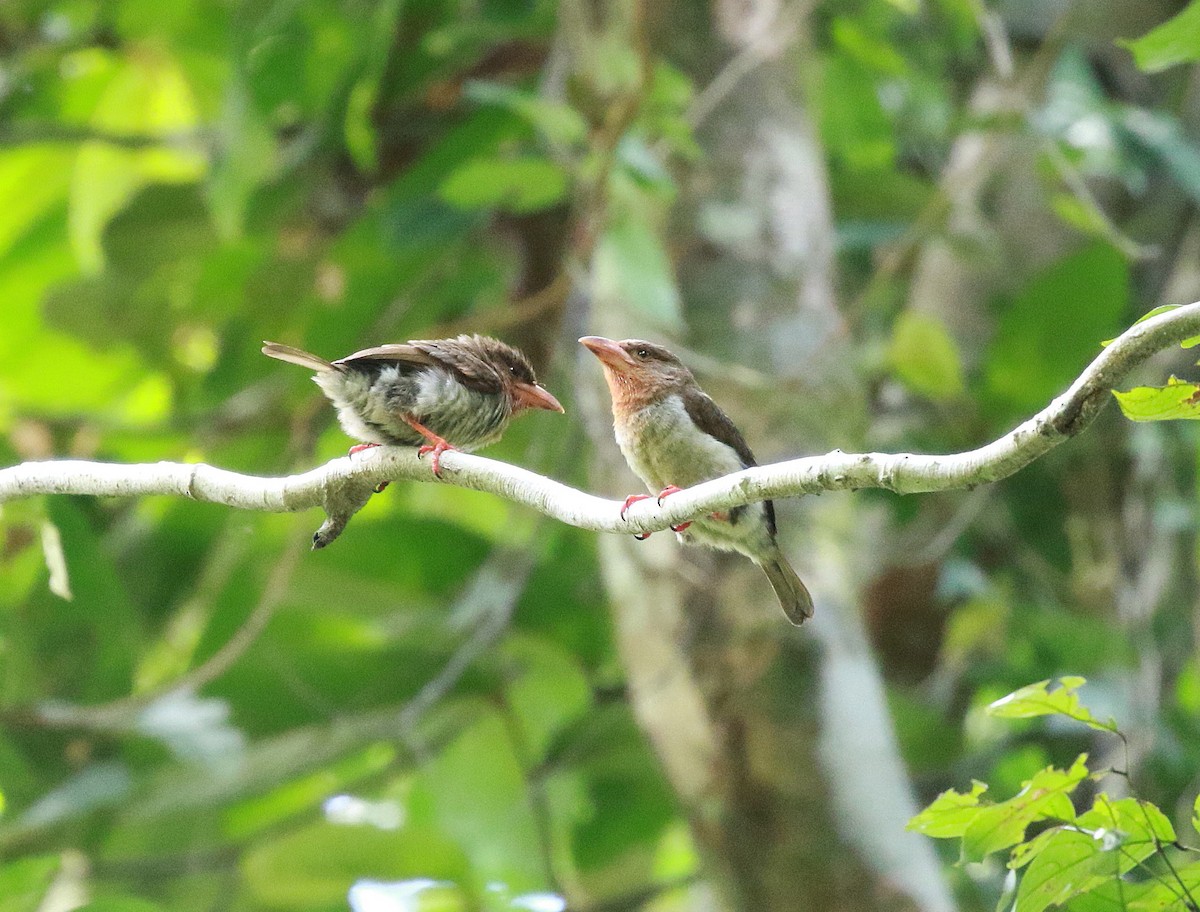 eBird Checklist - 16 Mar 2020 - Danum Valley Field Centre (DVFC) - 3 ...