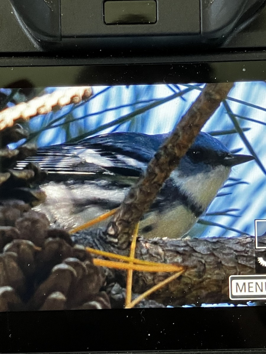 eBird Checklist - 25 May 2024 - Parker River NWR - 45 species