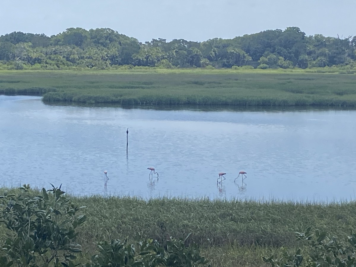 eBird Checklist - 25 May 2024 - Little Saint Simons Island--Myrtle Pond ...