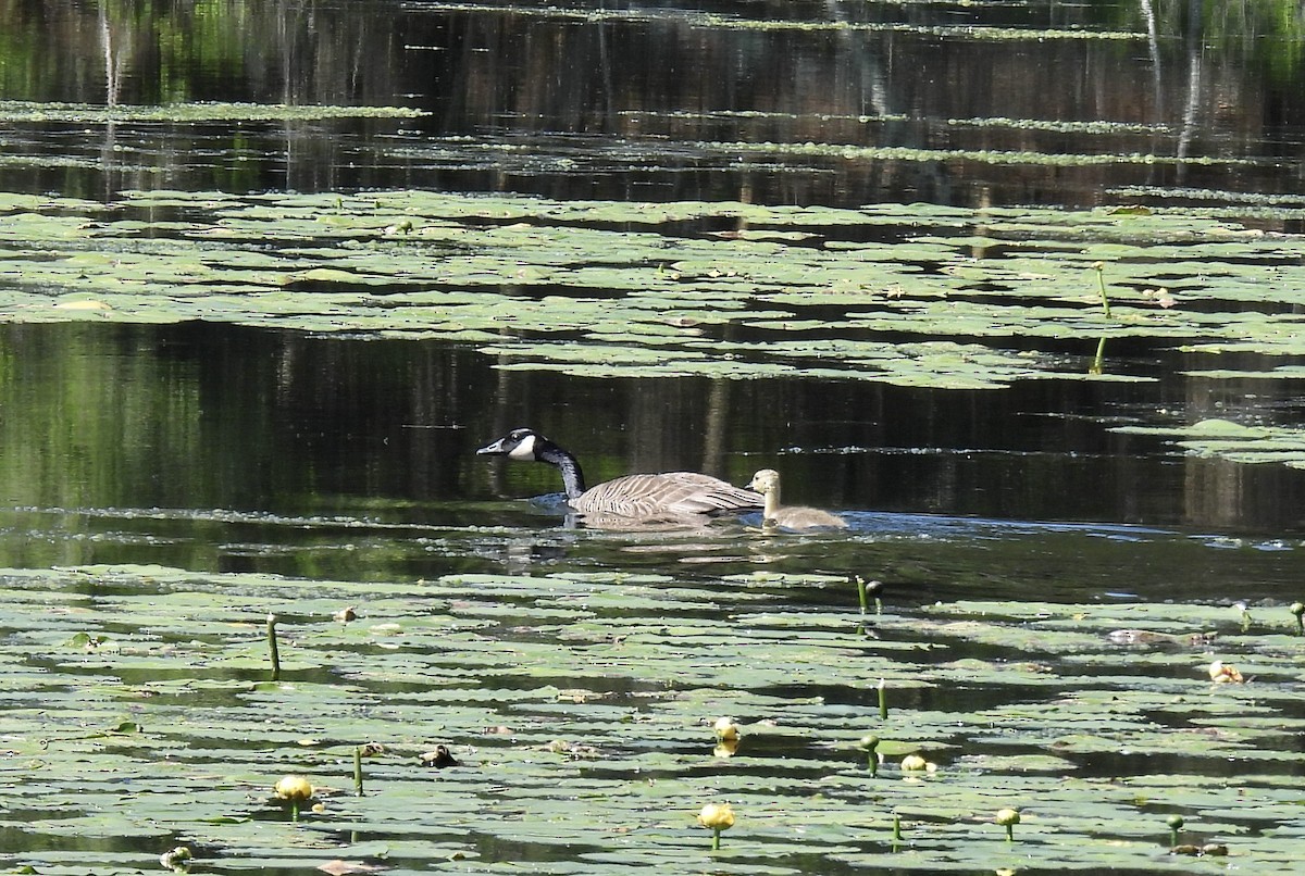 Pennsylvania Bird Atlas Checklist - 25 May 2024 - Swamp by CDP2 gas pad ...