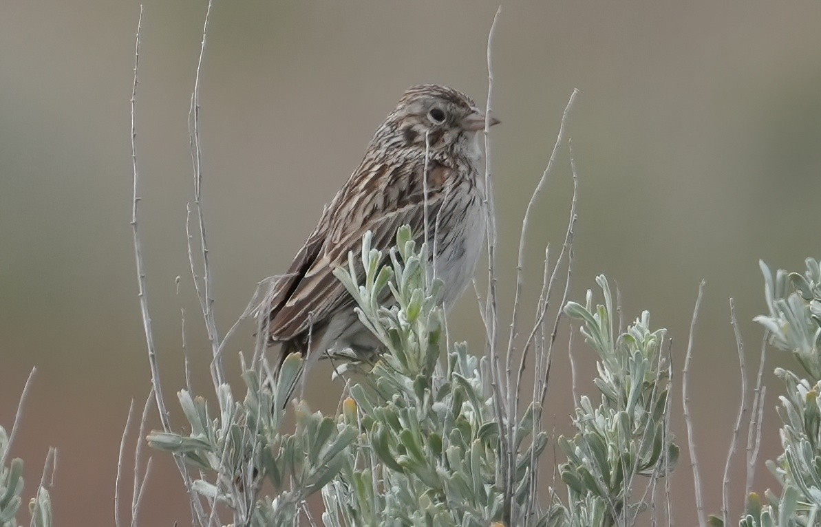 eBird Checklist - 21 May 2024 - Chickahominy Reservoir - 14 species