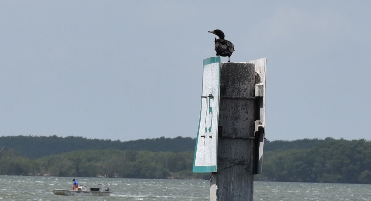 eBird Checklist - 11 Apr 2024 - Black Point Park and Marina - 3 species