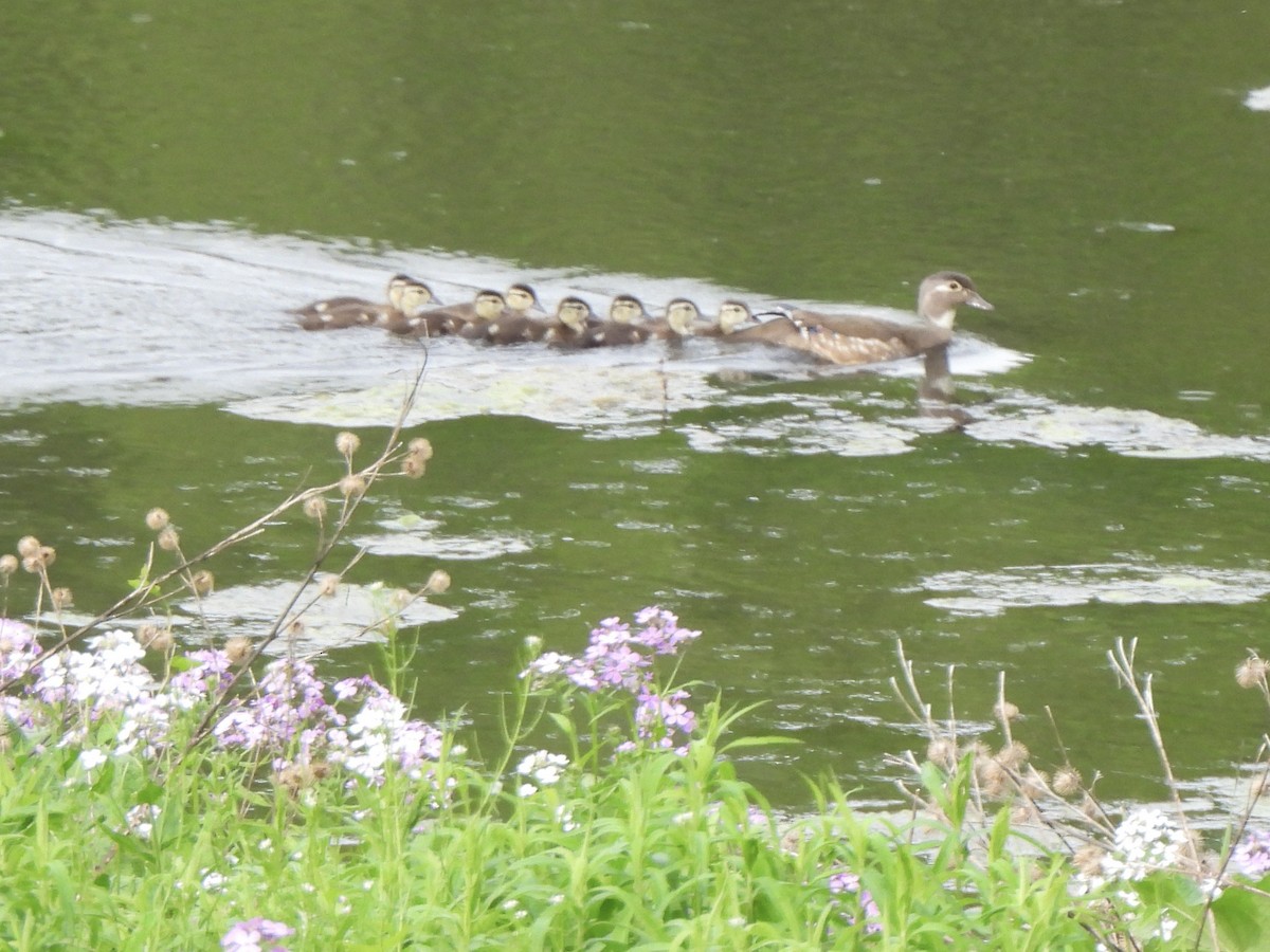 Pennsylvania Bird Atlas Checklist - 25 May 2024 - Harford NW, Harford Road Wetland - 7 species