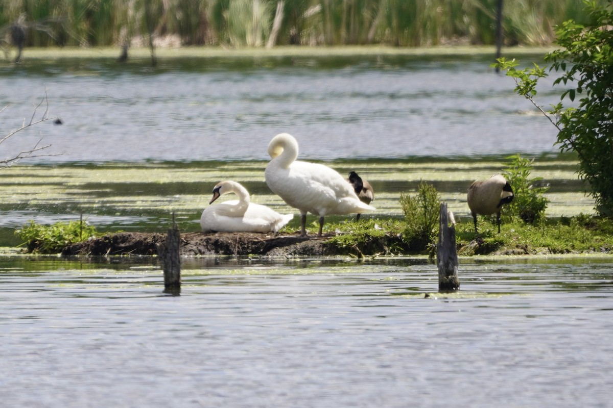 eBird Checklist - 25 May 2024 - Marsh Lake Wetlands State Fish and ...