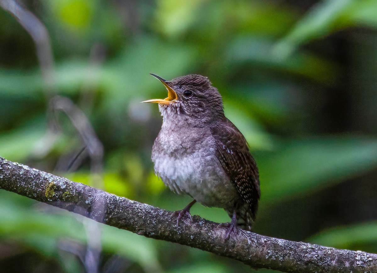 eBird Checklist - 11 May 2024 - University of KY Arboretum and Woods ...