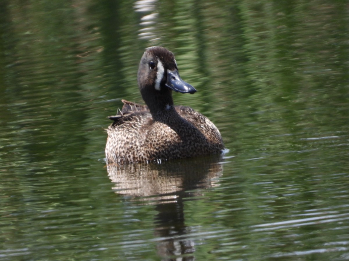 eBird Checklist - 25 May 2024 - Rocky Mountain Arsenal NWR - 42 species