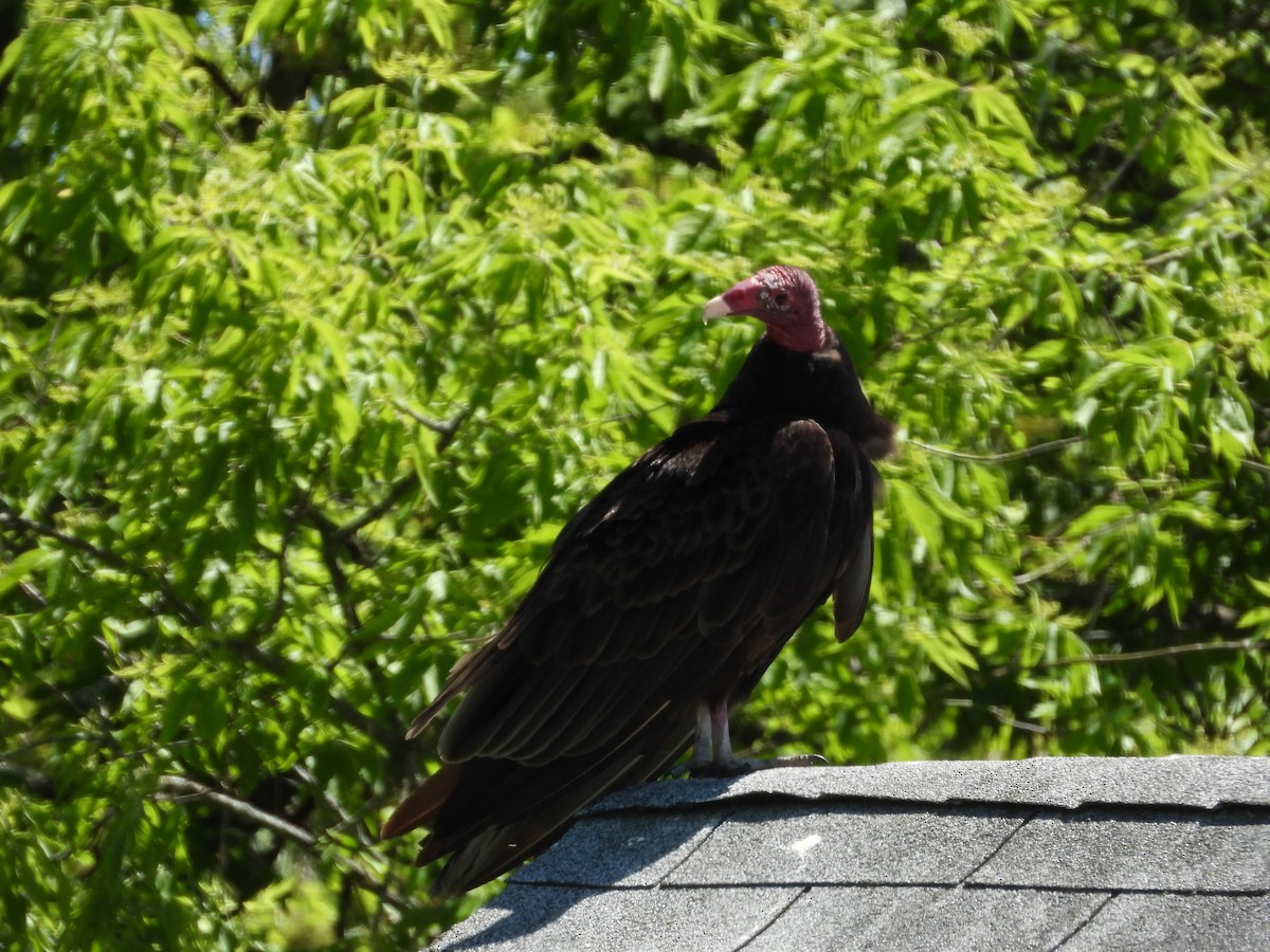 eBird Checklist - 25 May 2024 - 23 Mile and O Dr. N - 27 species