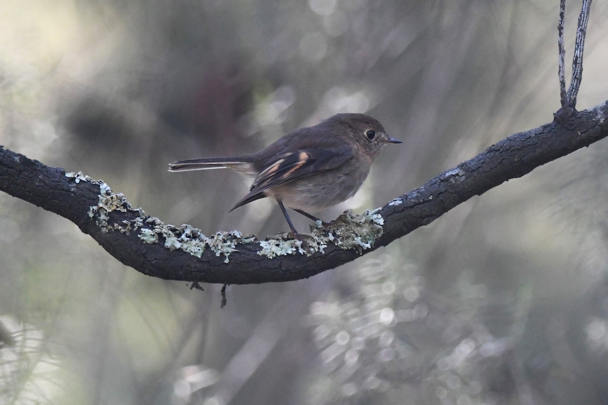 eBird Checklist - 26 May 2024 - Gum Tree Road Reserve - 22 species