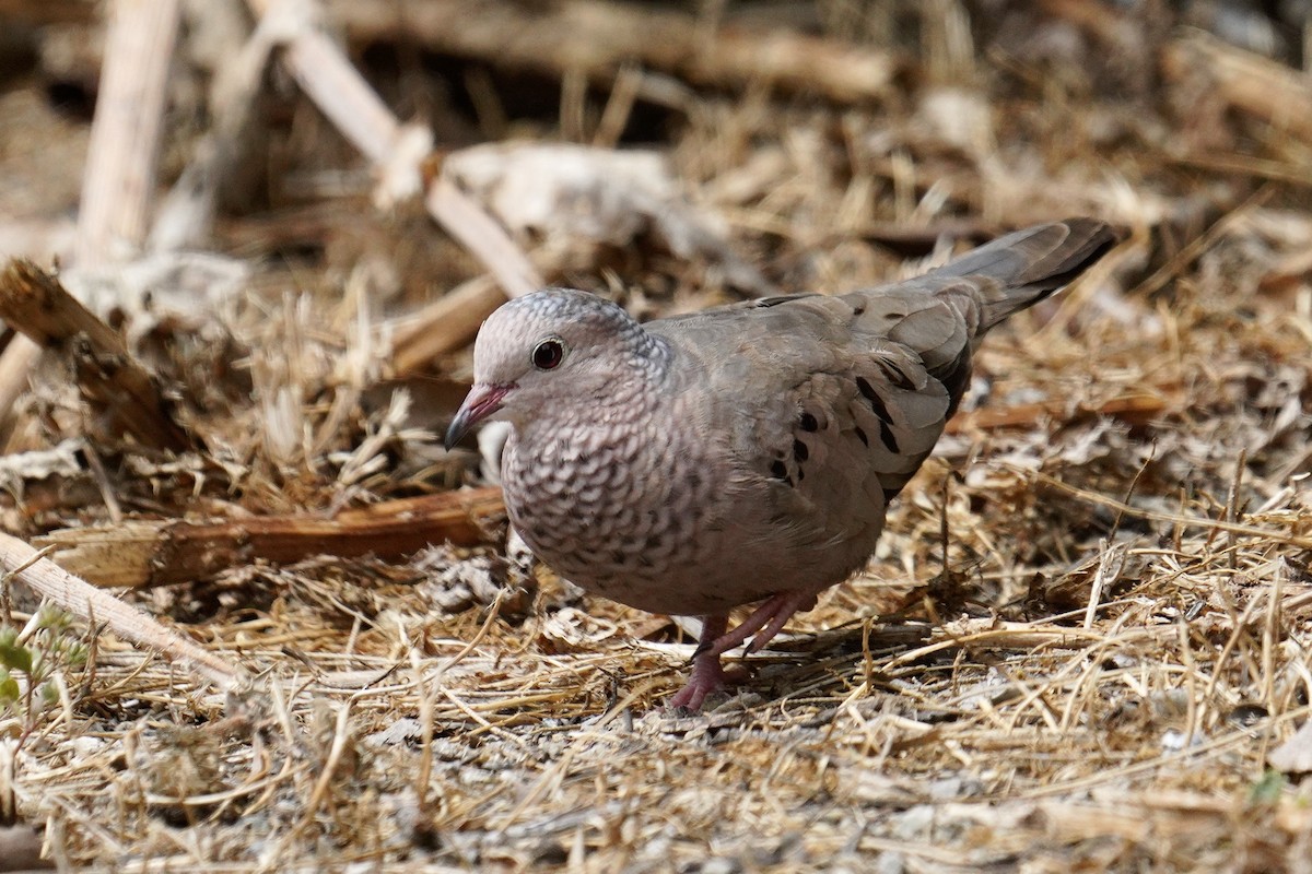 eBird Checklist - 25 May 2024 - Tijuana River Valley--Bird & Butterfly ...