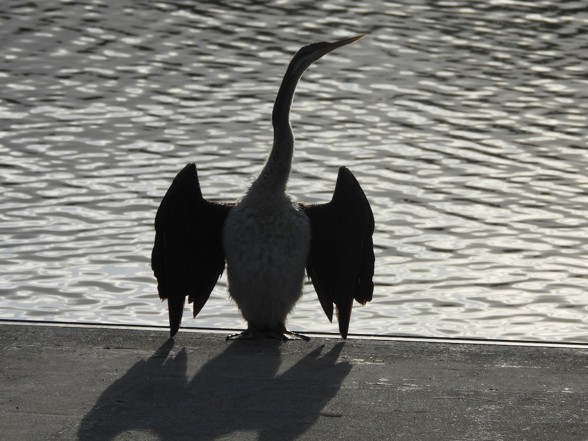 eBird Checklist - 11 May 2024 - LAKE DUNETHIN PIER, MAROOCHY RIVER - 11 ...