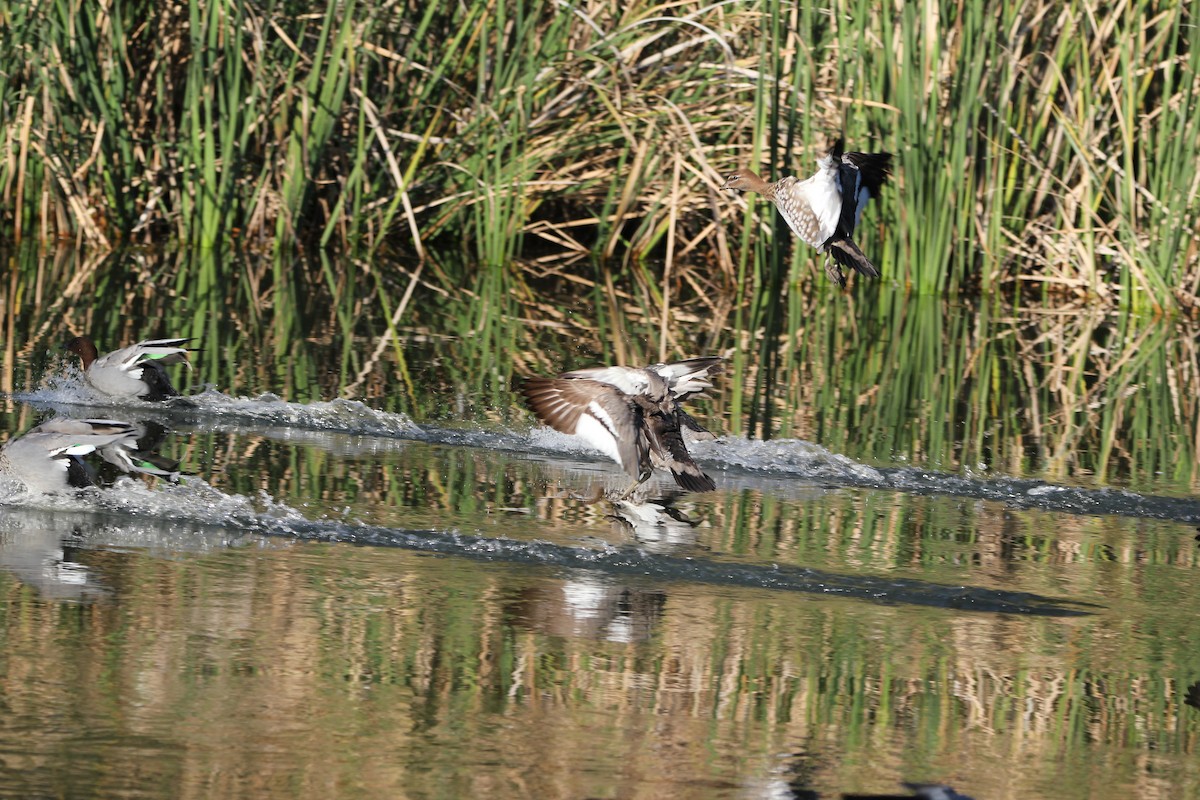 eBird Checklist - 26 May 2024 - Fawkner Crematorium and Memorial Park ...
