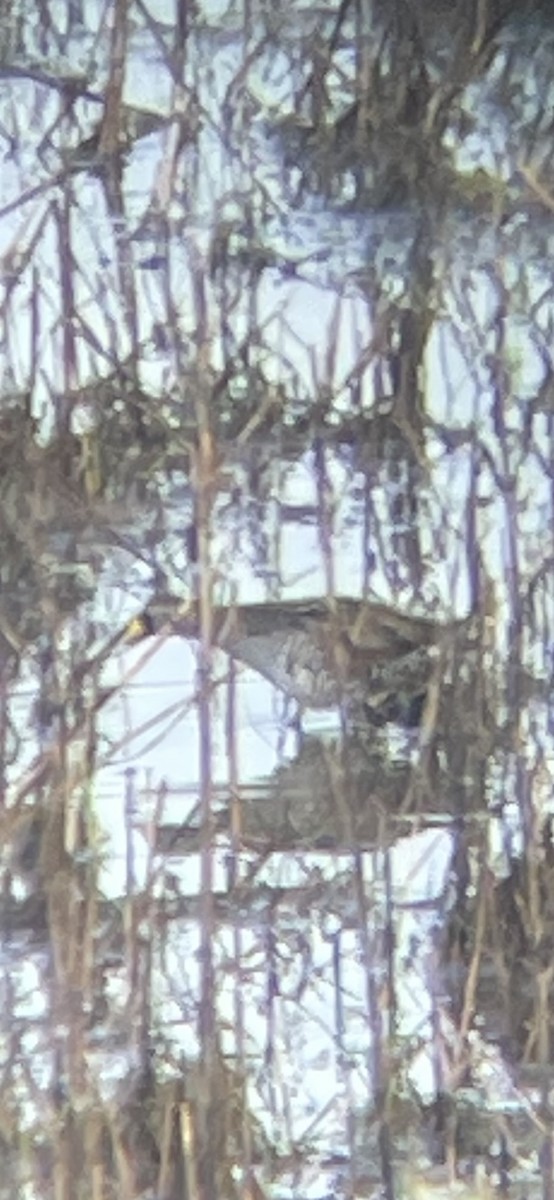 Pennsylvania Bird Atlas Checklist - 26 May 2024 - Middle Creek WMA (IBA ...