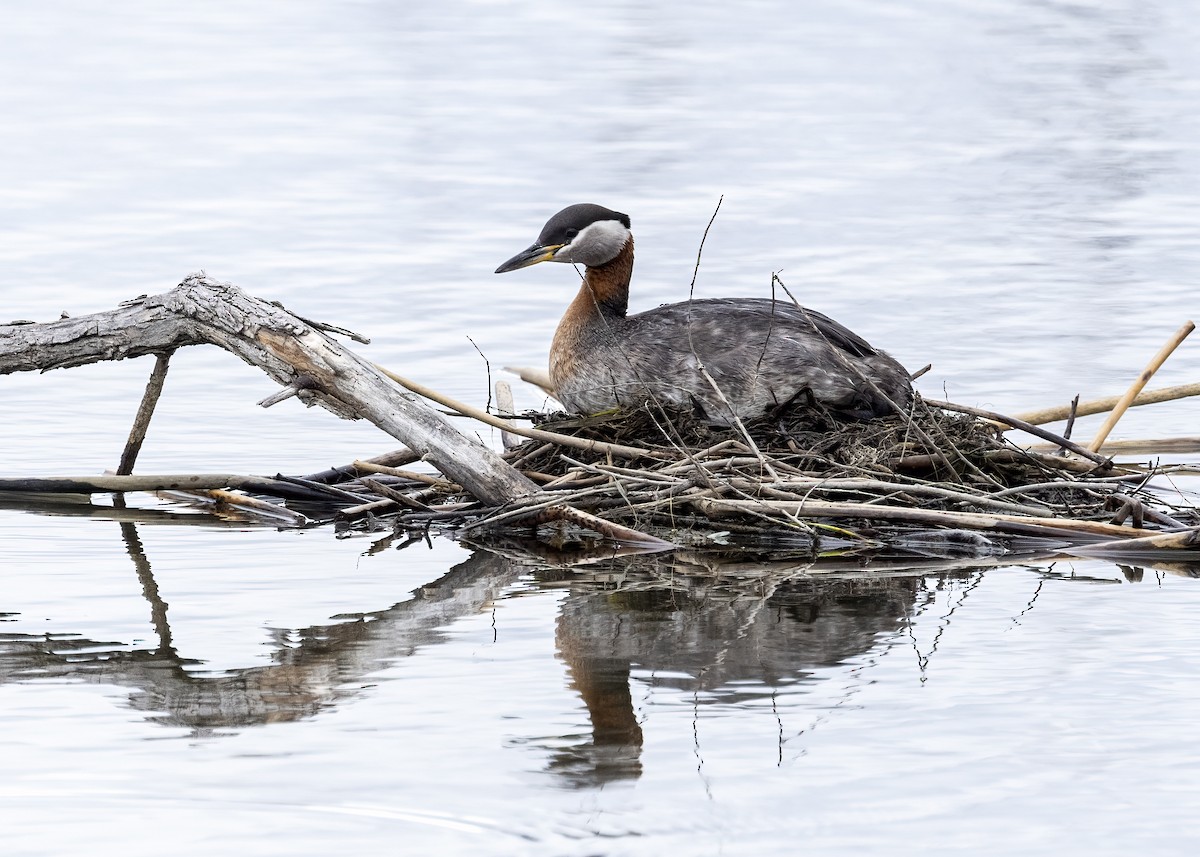 eBird Checklist - 26 May 2024 - K-Mart Wetlands - 46 species (+2 other ...