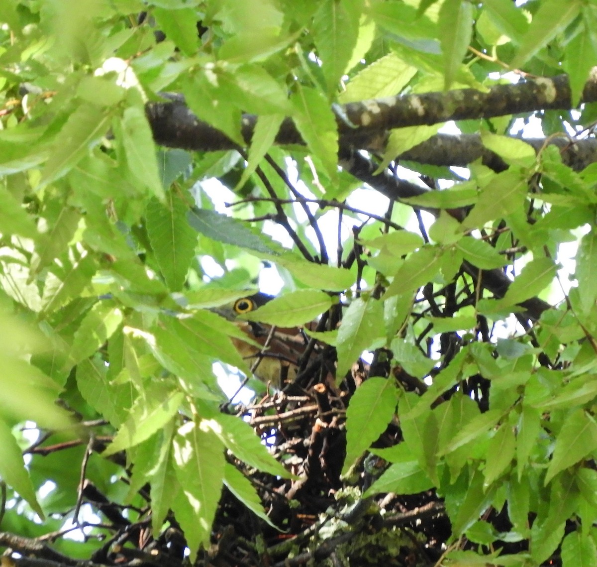 eBird Checklist - 26 May 2024 - George Mason University--Mason Pond ...