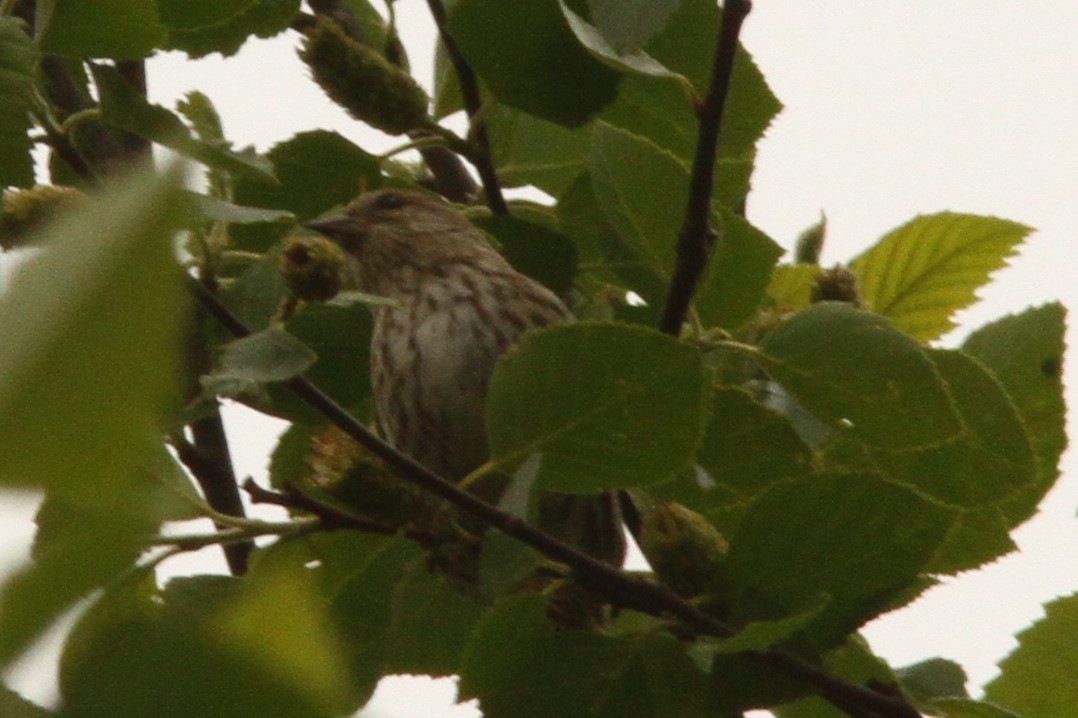 eBird Checklist - 26 May 2024 - Whirlpool Headquarters Pond - 31 species
