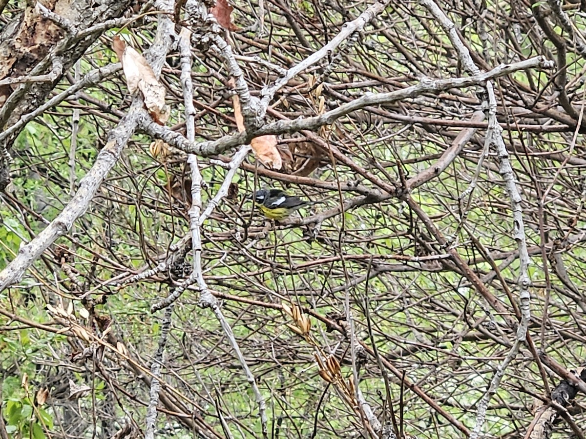 eBird Checklist - 26 May 2024 - Calgary--Confederation Park - 24 species