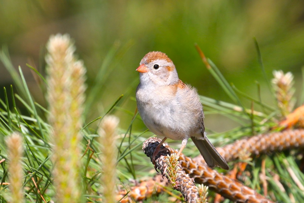 eBird Checklist - 25 May 2024 - Concord Airport - 17 species