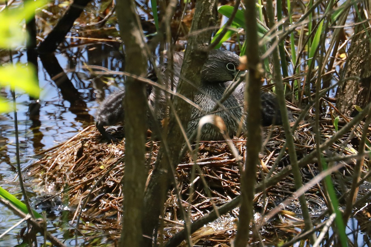 Pennsylvania Bird Atlas Checklist - 26 May 2024 - Scotia Barrens (IBA ...