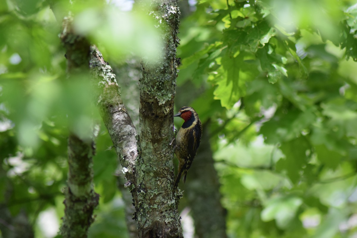 eBird Checklist - 26 May 2024 - Appalachian Trail--Wind Rock - 19 species