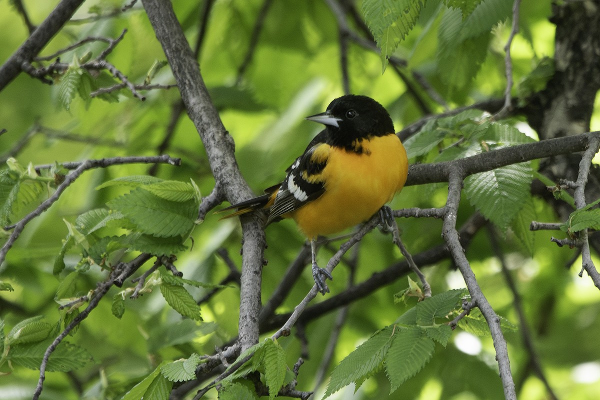 eBird Checklist - 26 May 2024 - stakeout Summer Tanager. Maries’s Place. Private Feeders ...